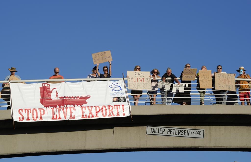 A ship carrying 19,000 cattle caused a big stink in the South African ...