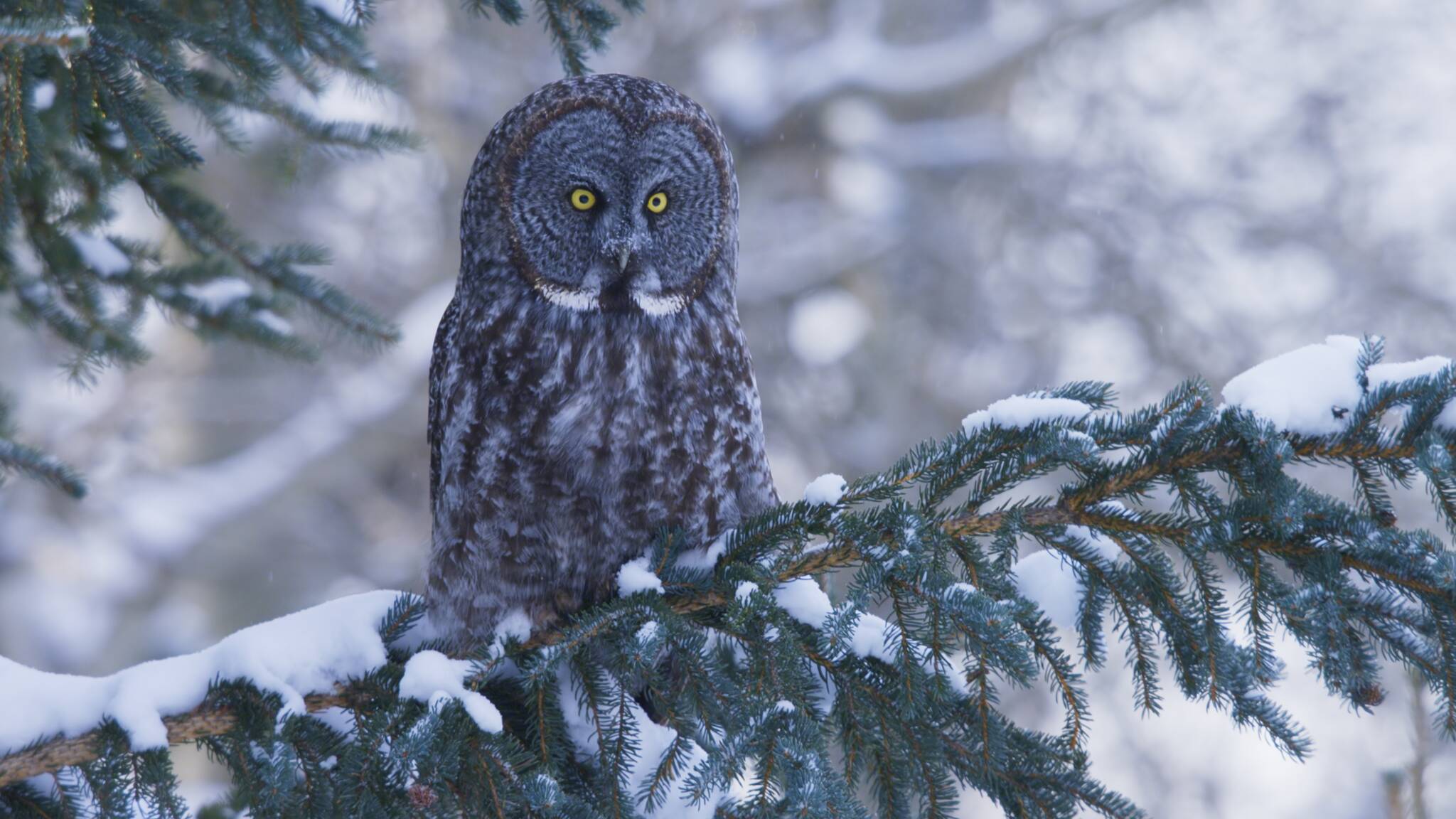 Listen up, nature lovers – Winnipeg Free Press