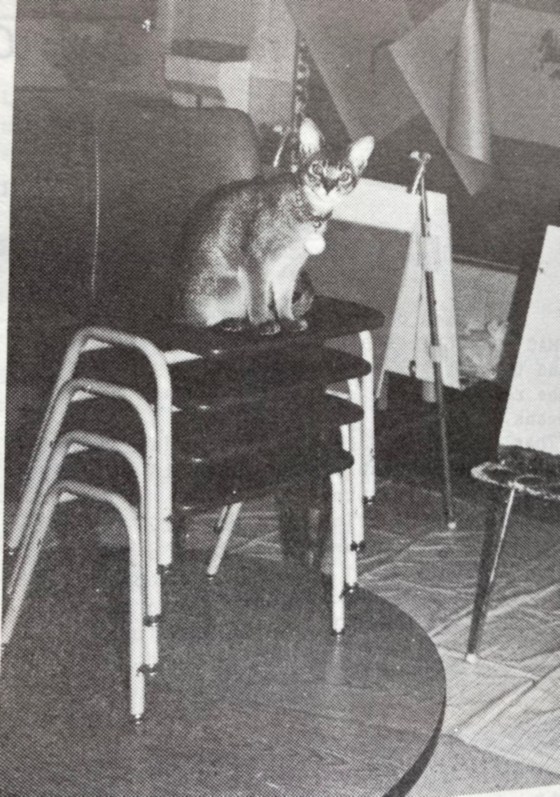 Cats in the classroom – Winnipeg Free Press