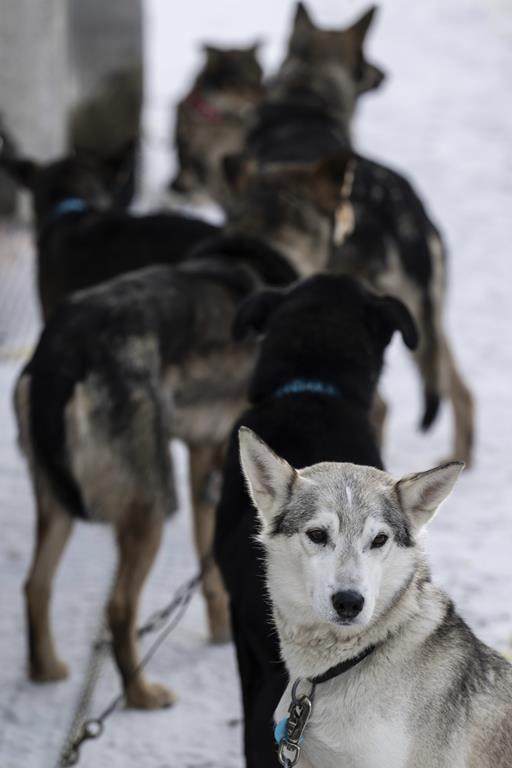 Dog deaths revive calls for end to Iditarod, the endurance race with ...
