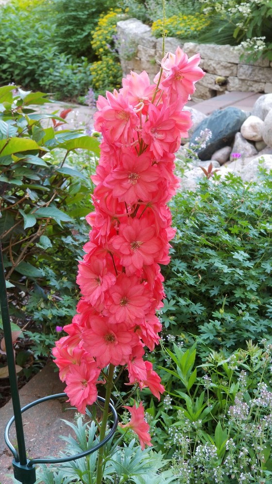 March in the garden: fasten your seatbelts – Winnipeg Free Press