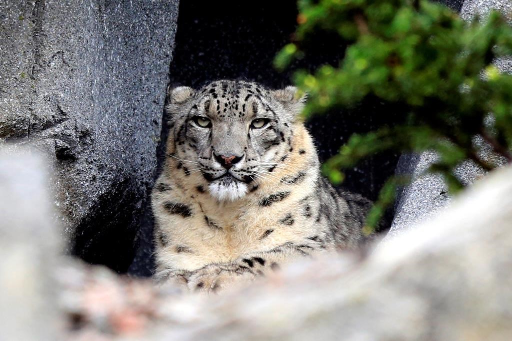 Toronto Zoo says ‘friendly and determined’ snow leopard Jita is ...