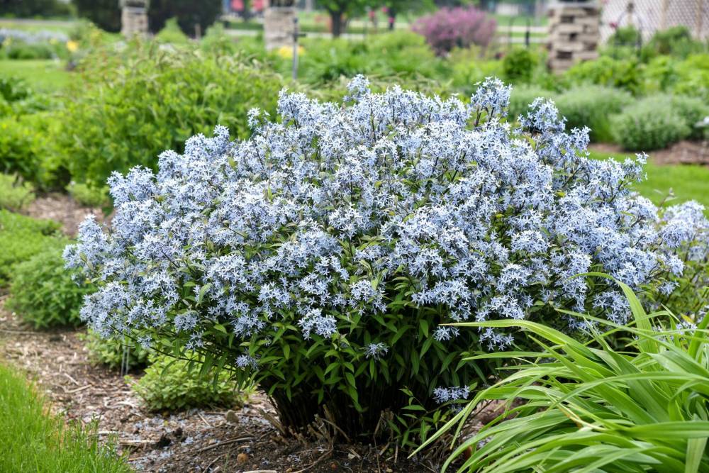 Cast perennials as stars in garden or patio pots – Winnipeg Free Press