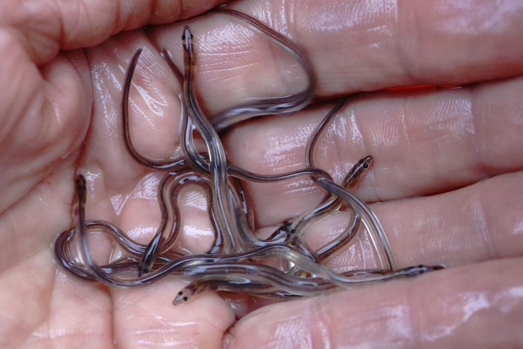 Nova Scotia fisher says Toronto airport elver seizure welcome — and ...