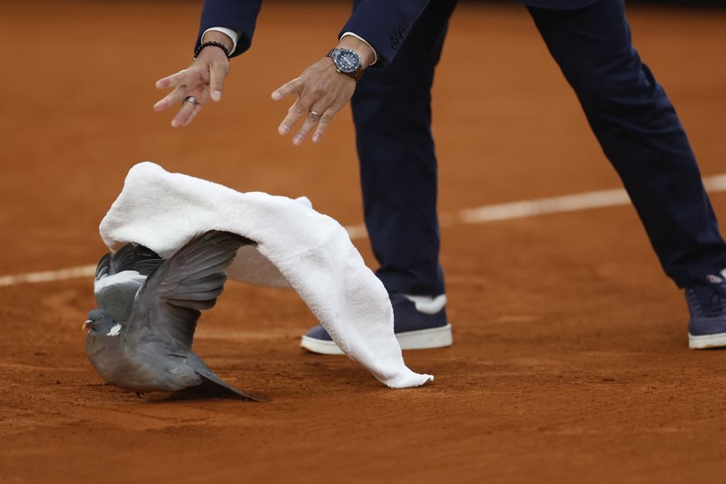 On a wing and a prayer, a pigeon is rescued by a French Open chair ...