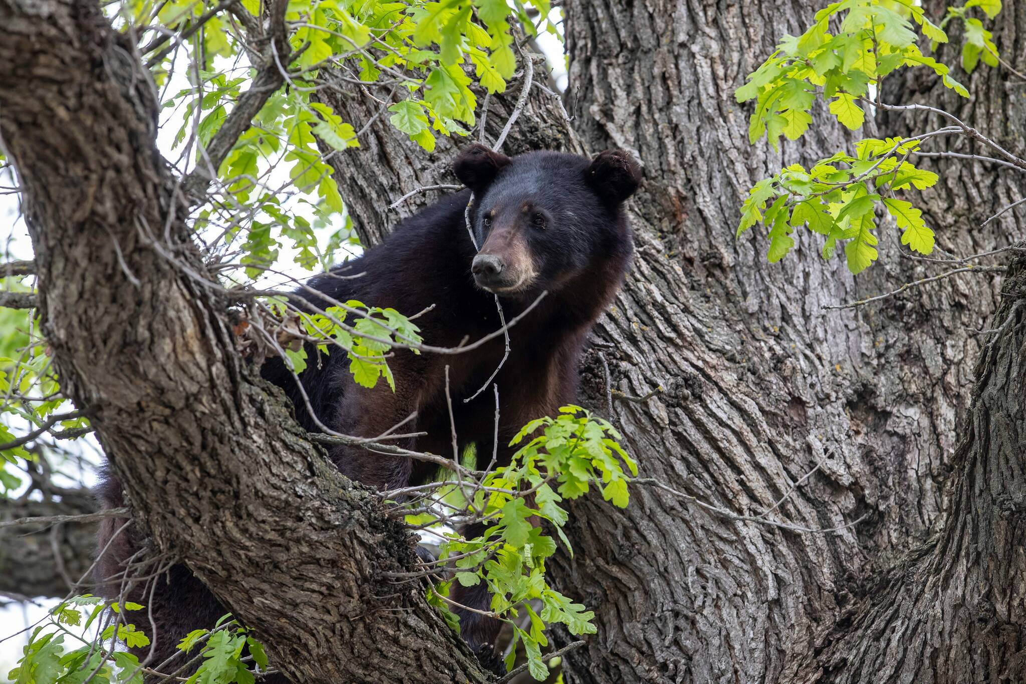 Bear in tree makes for wild afternoon in Wildwood – Winnipeg Free Press