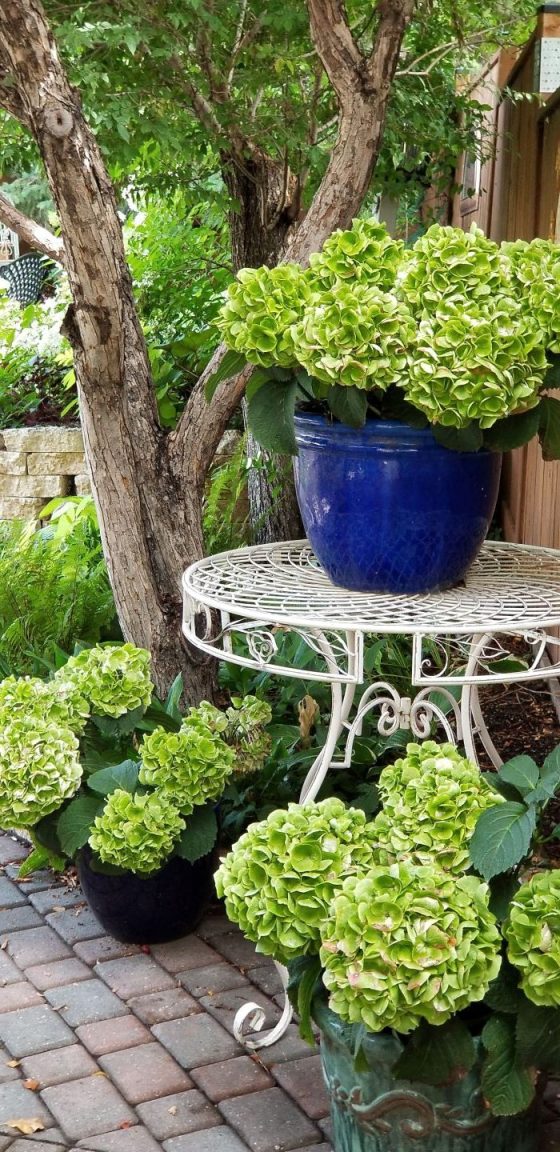 May in the garden: digging in! – Winnipeg Free Press