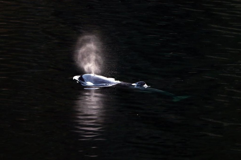 Orphan B.C. orca calf unseen since May 10 despite family sightings ...