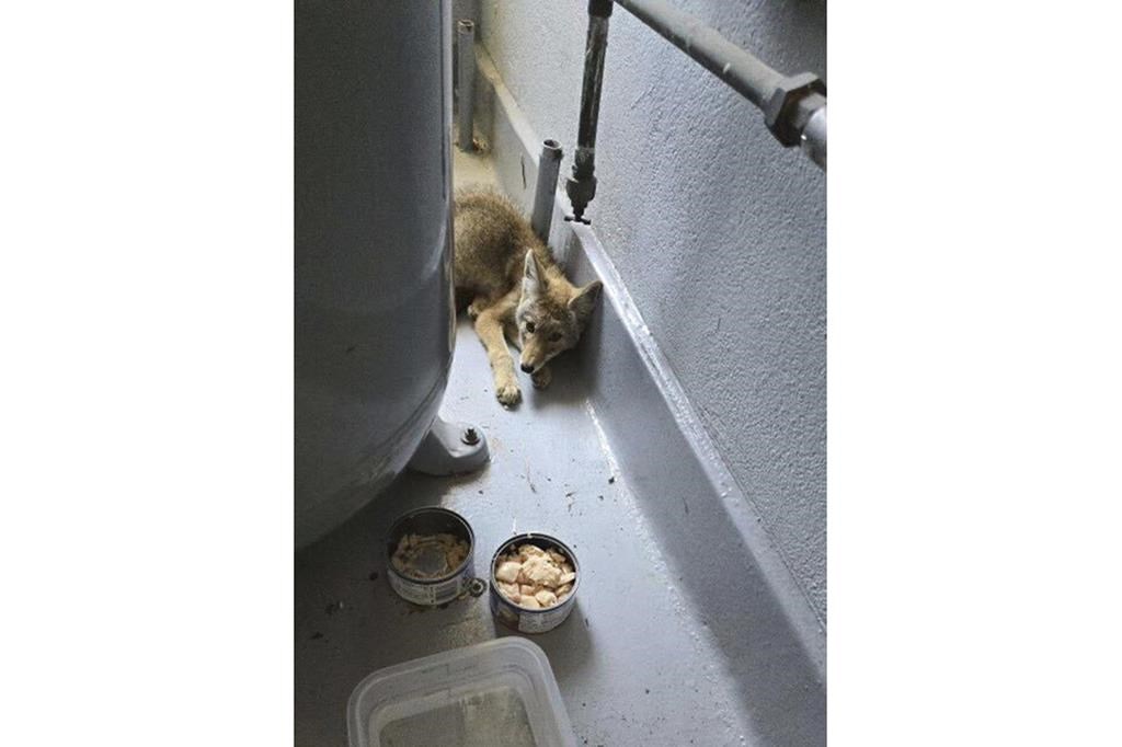 California firefighters rescue dehydrated coyote pup without a mom ...