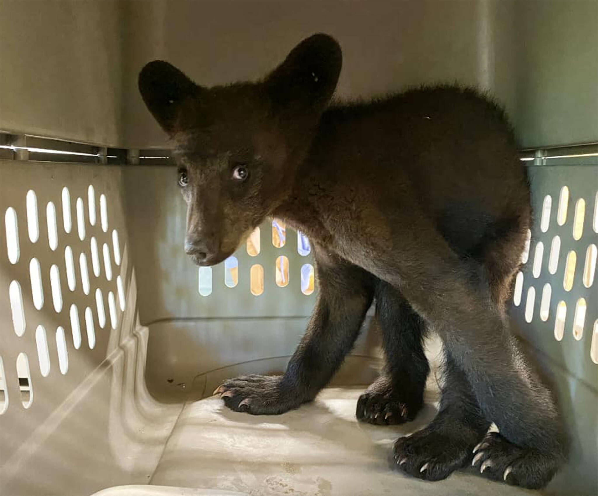 Three orphaned cubs recovering at rescue facility after mama bear ...