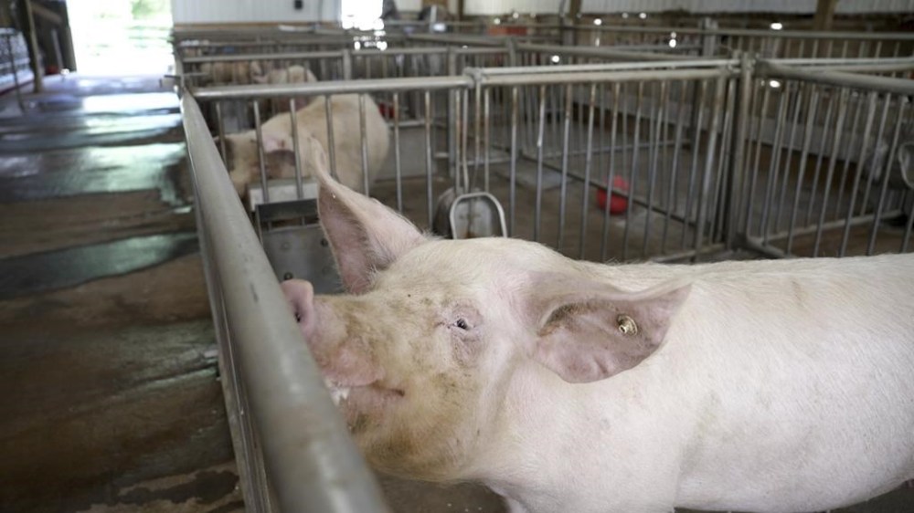 Meet some of the world’s cleanest pigs, raised to grow kidneys and ...