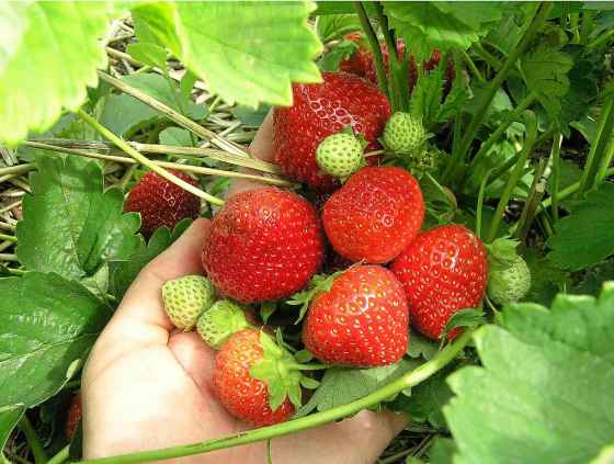July in the garden: let the sunshine in – Winnipeg Free Press