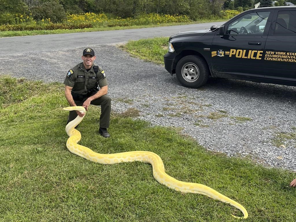 A 13-foot (and growing) python was seized from a New York home and sent ...