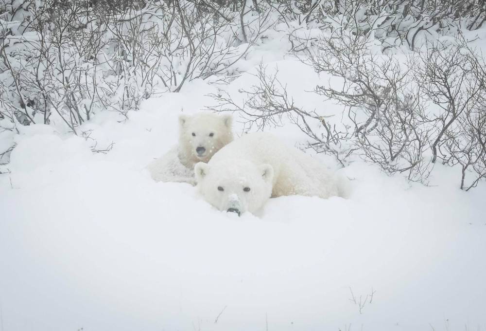 Some polar bears may be able to survive climate change, U of M ...