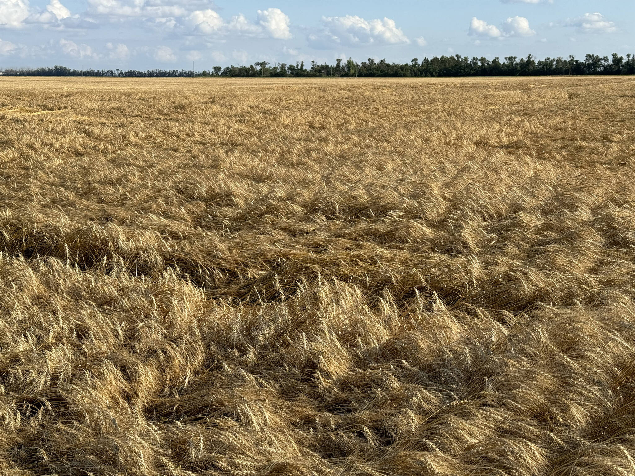 Calculating costly challenges, solutions farmers face with lodged crops ...