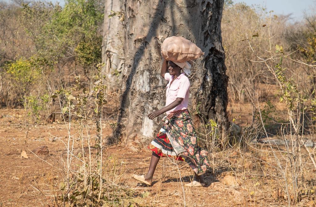 An ancient African tree is providing a new ‘superfood’ but local ...