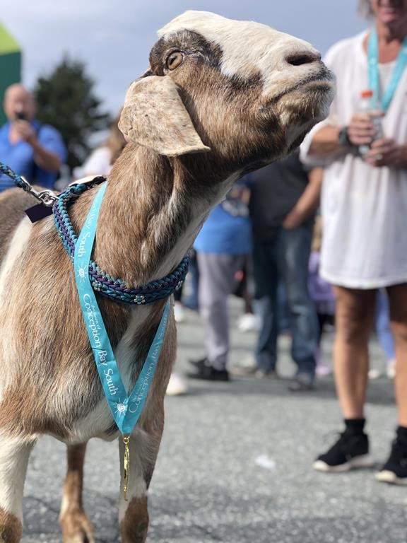 Marathon goat: animal runner wins hearts and a medal after crashing Newfoundland race – Winnipeg ...