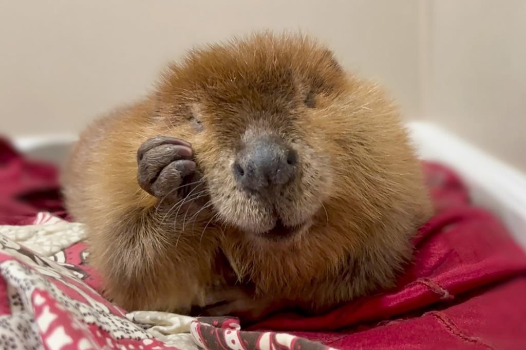 The fate of Nibi the beaver lands in court as rescuers try to stop her ...