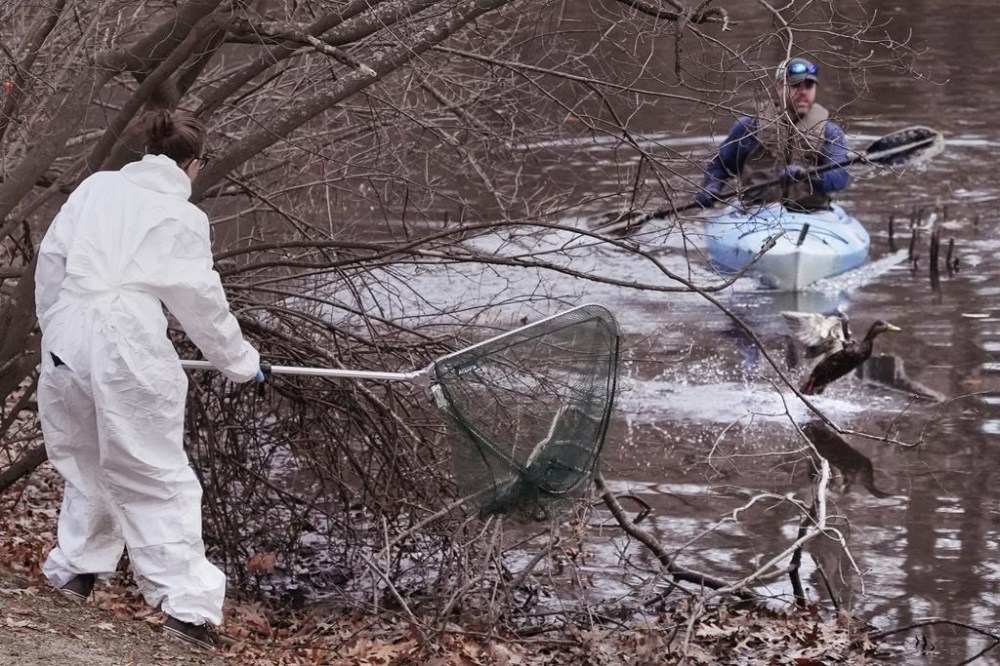 Rescuers rush to save geese and ducks soaked in oil due to spill in ...