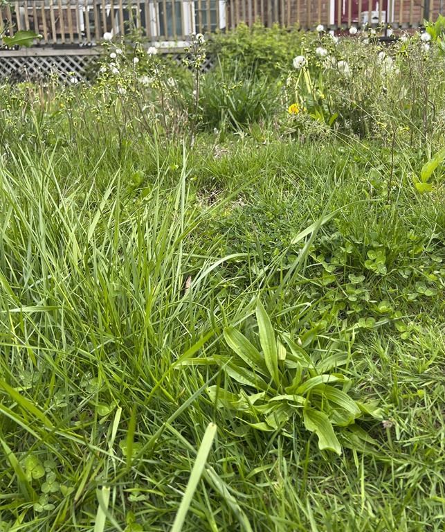 A step-by-step guide to renovating a neglected garden – Winnipeg Free Press