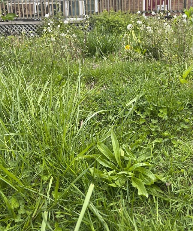 A step-by-step guide to renovating a neglected garden – Winnipeg Free Press
