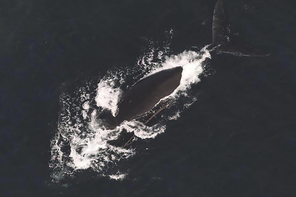 Three North Atlantic right whales spotted entangled this month in U.S ...