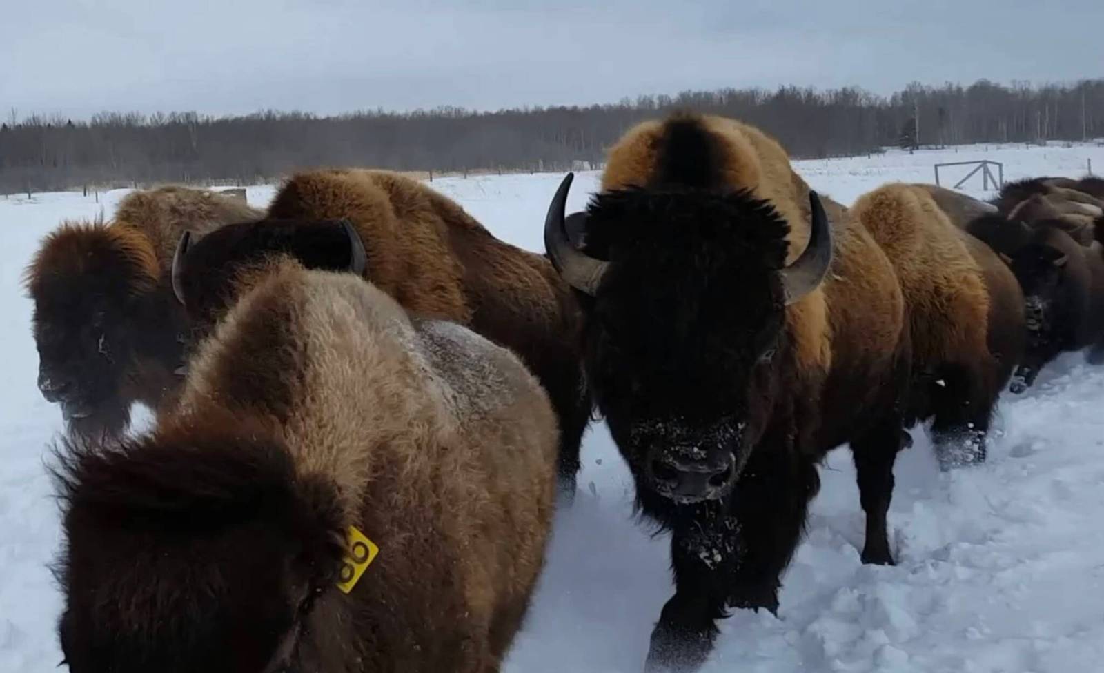 Students to spend two days learning to process bison – Winnipeg Free Press