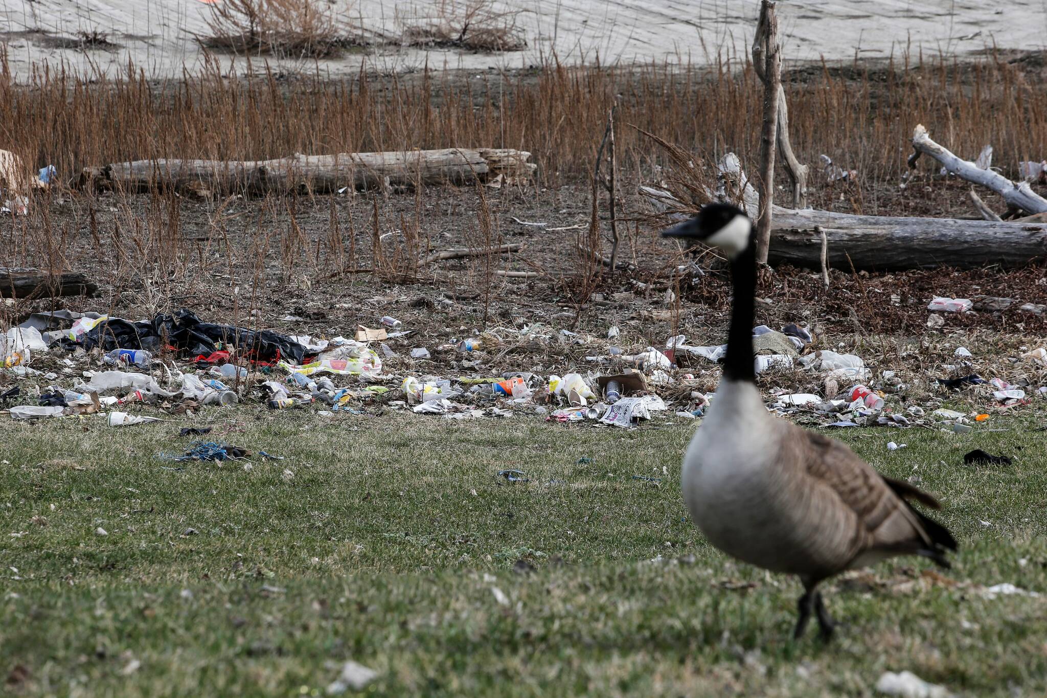 ‘High risk’ park cleanup program in city budget falls short of what’s needed, councillor warns ...