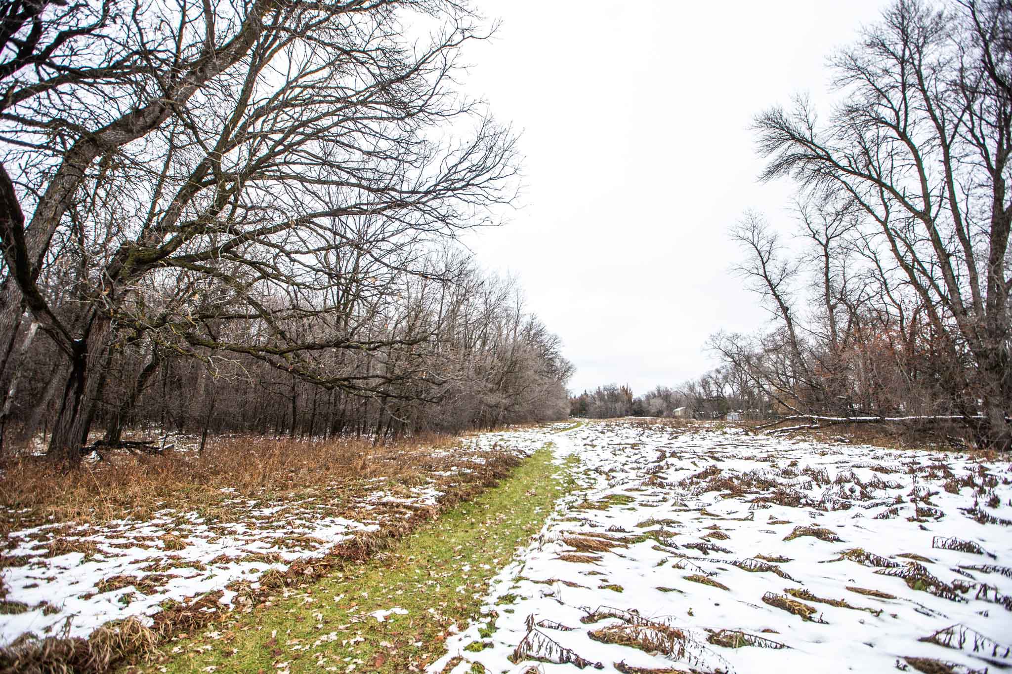 New offer to buy Lemay Forest – Winnipeg Free Press