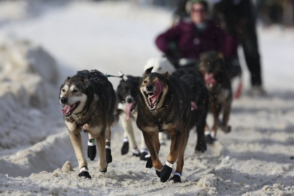 The world’s most famous sled dog race is longer than ever. Here’s a ...