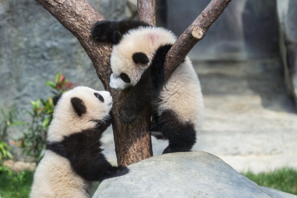 Hong Kong residents compete to name twin panda cubs who just turned 6 ...