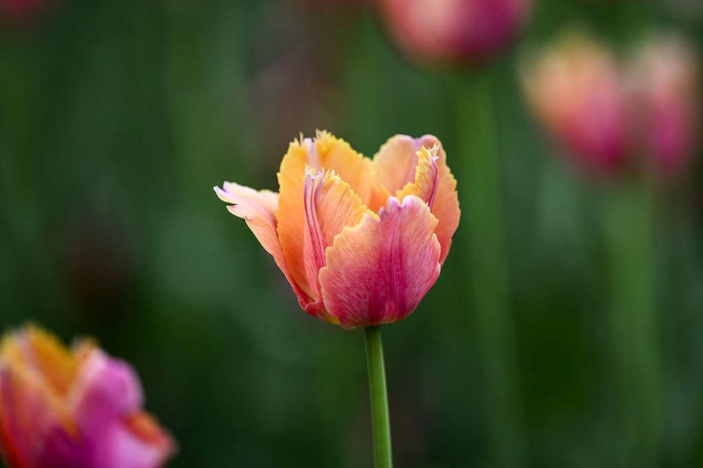 The five senses of spring: How climate change is shaping our experience ...