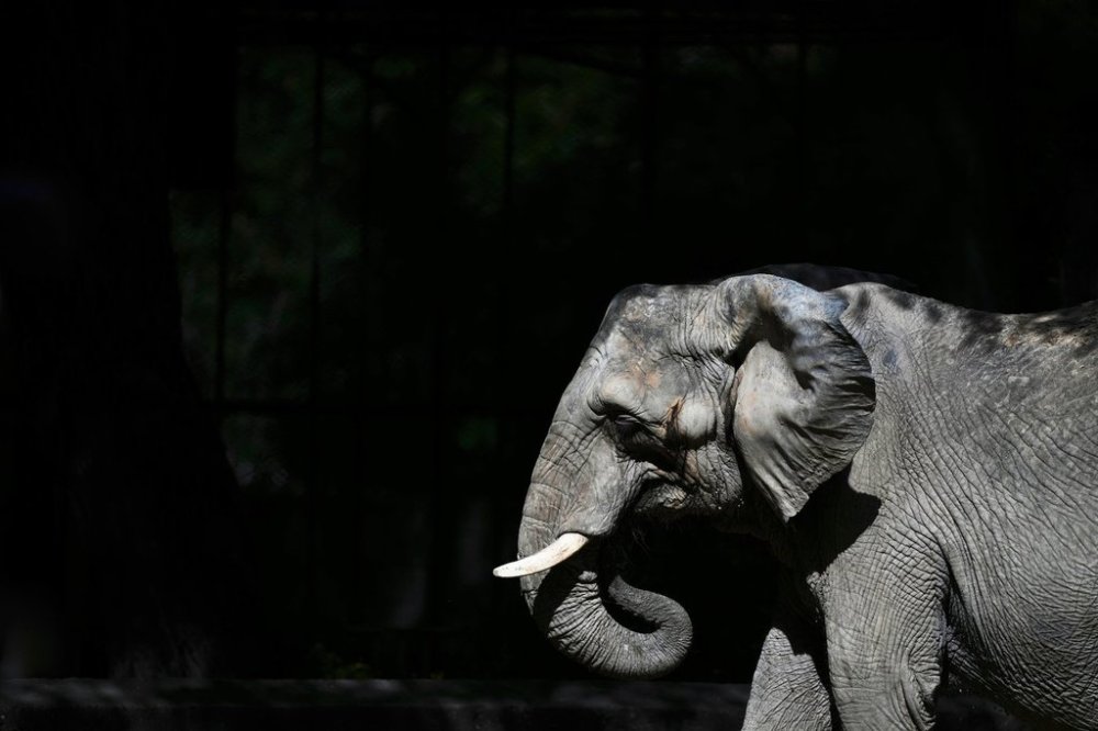 Pupy the elephant heads to a vast Brazilian sanctuary after 30 years in ...