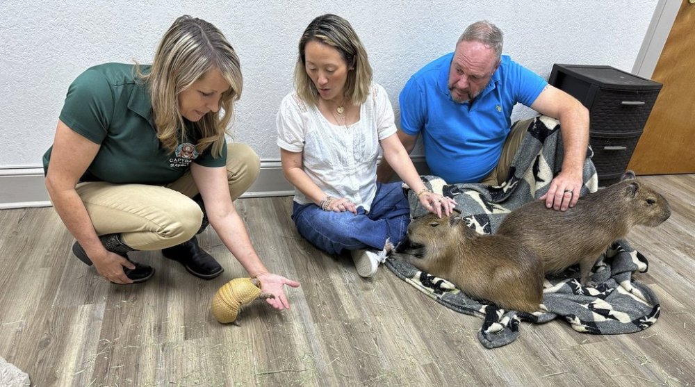 Giant rodents cuddle with visitors at the Capybara Cafe in Florida ...