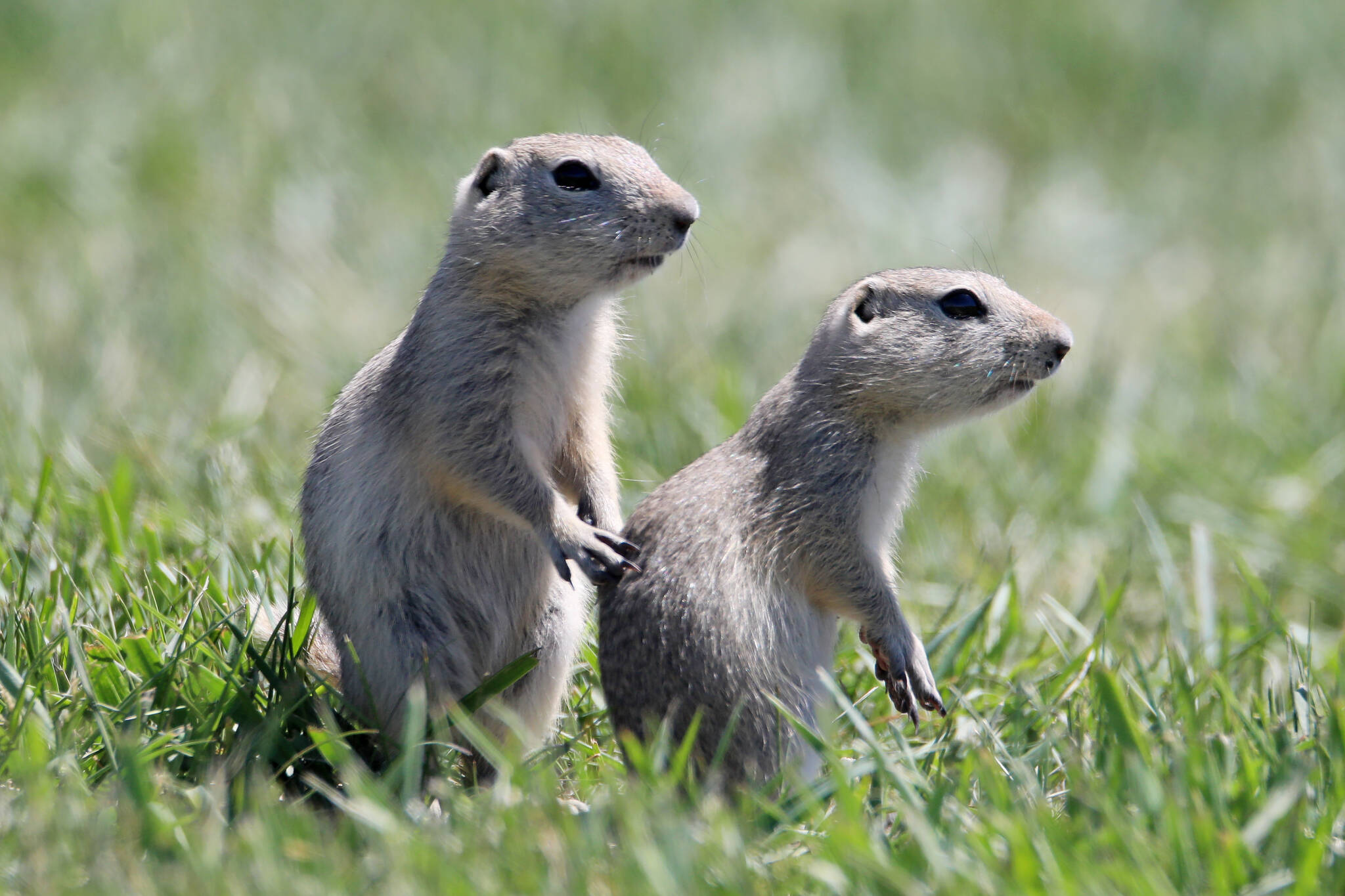 Ground squirrel cull in city parks put on hold – Winnipeg Free Press