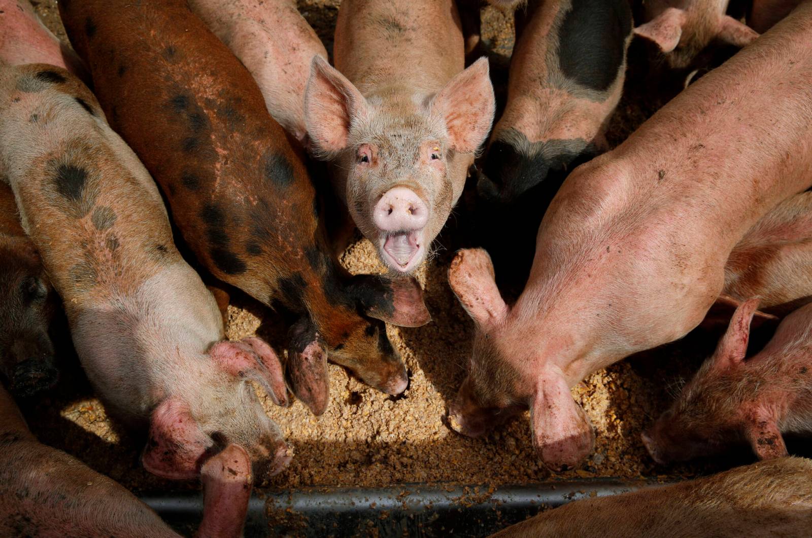 Renewed marketing, product development keys to improved pork sales ...