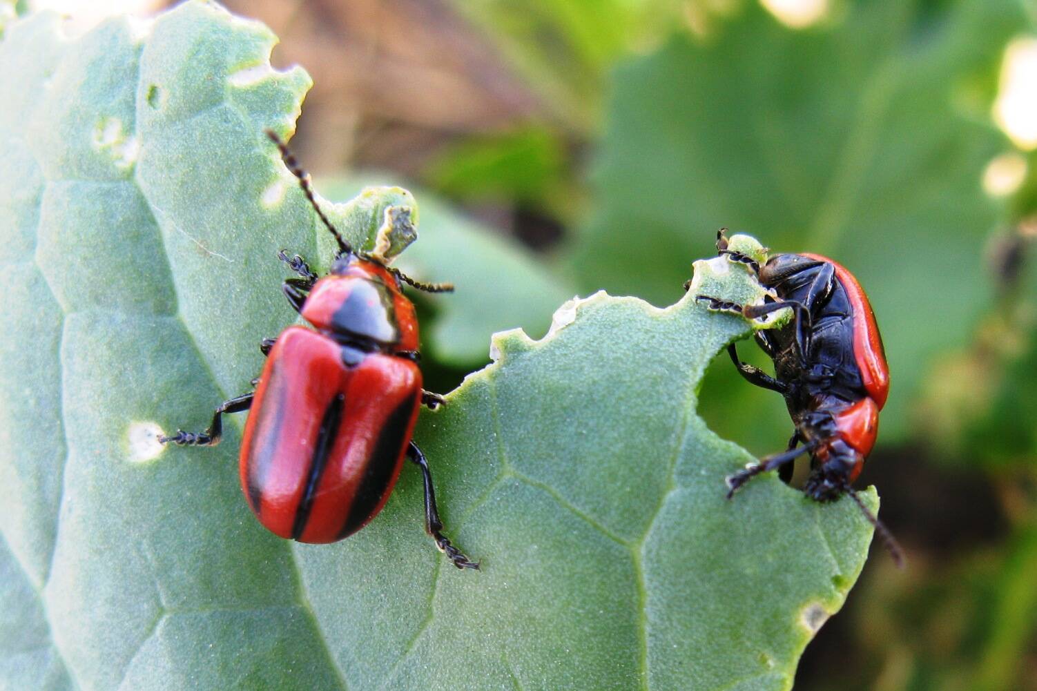 Beetle-mania – Winnipeg Free Press