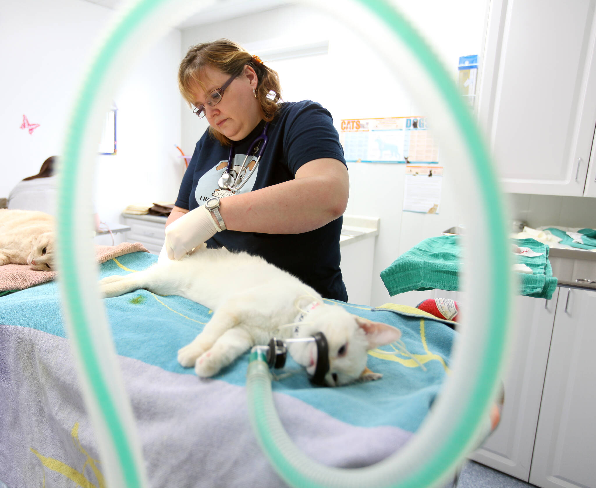 Paws for reflection – Winnipeg Free Press