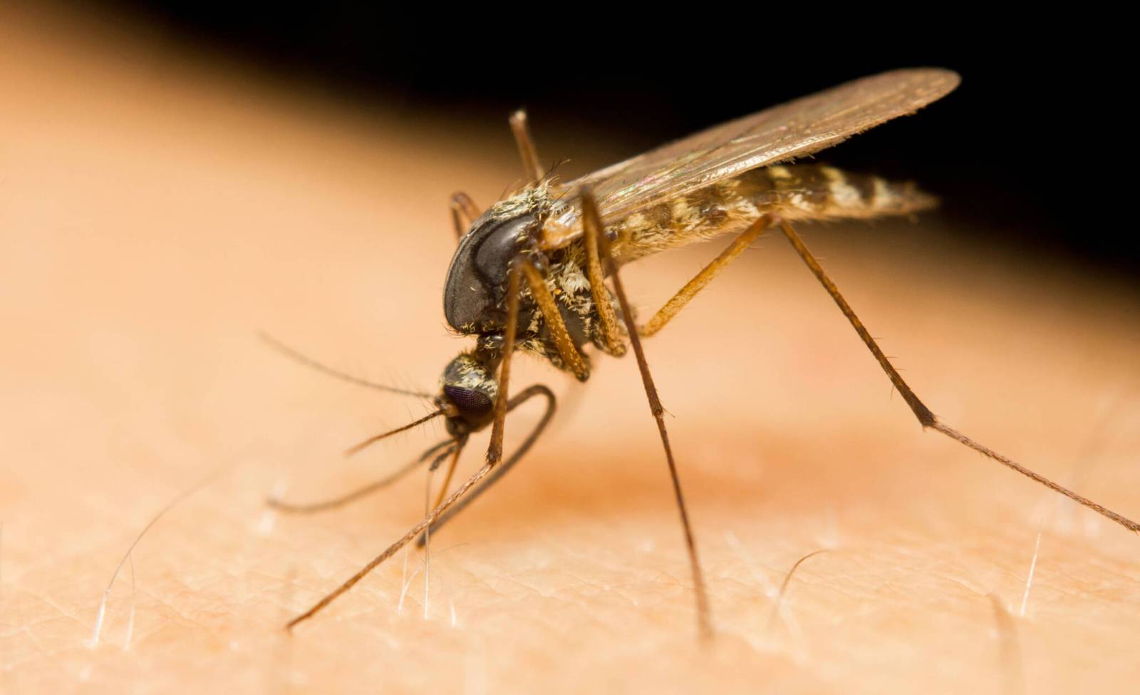 City urged to bite on new mosquito fogging plan — even if price tag ...