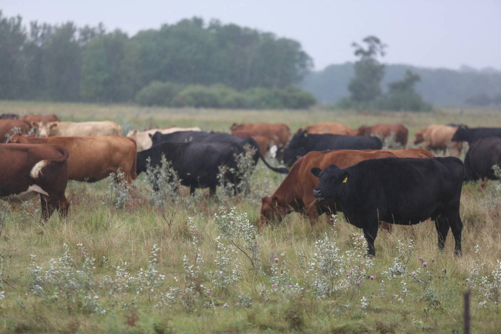 Cattle ranchers rattle fences after Trump opens U.S. gate to Argentina ...