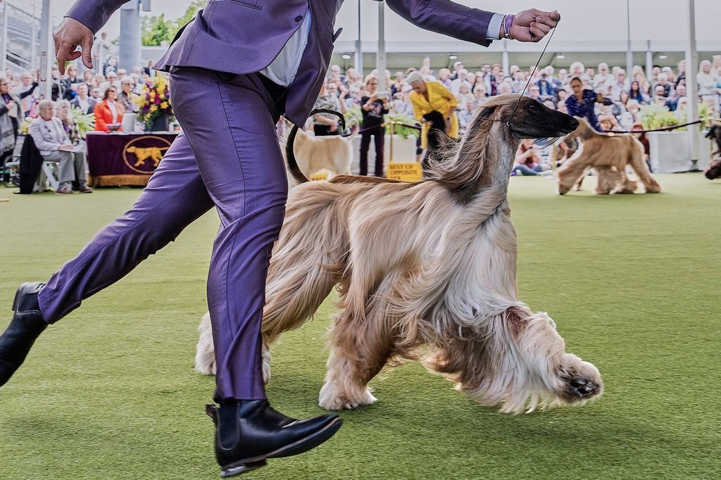 Dog Show 101: What to know about the 150th Westminster show – Winnipeg ...