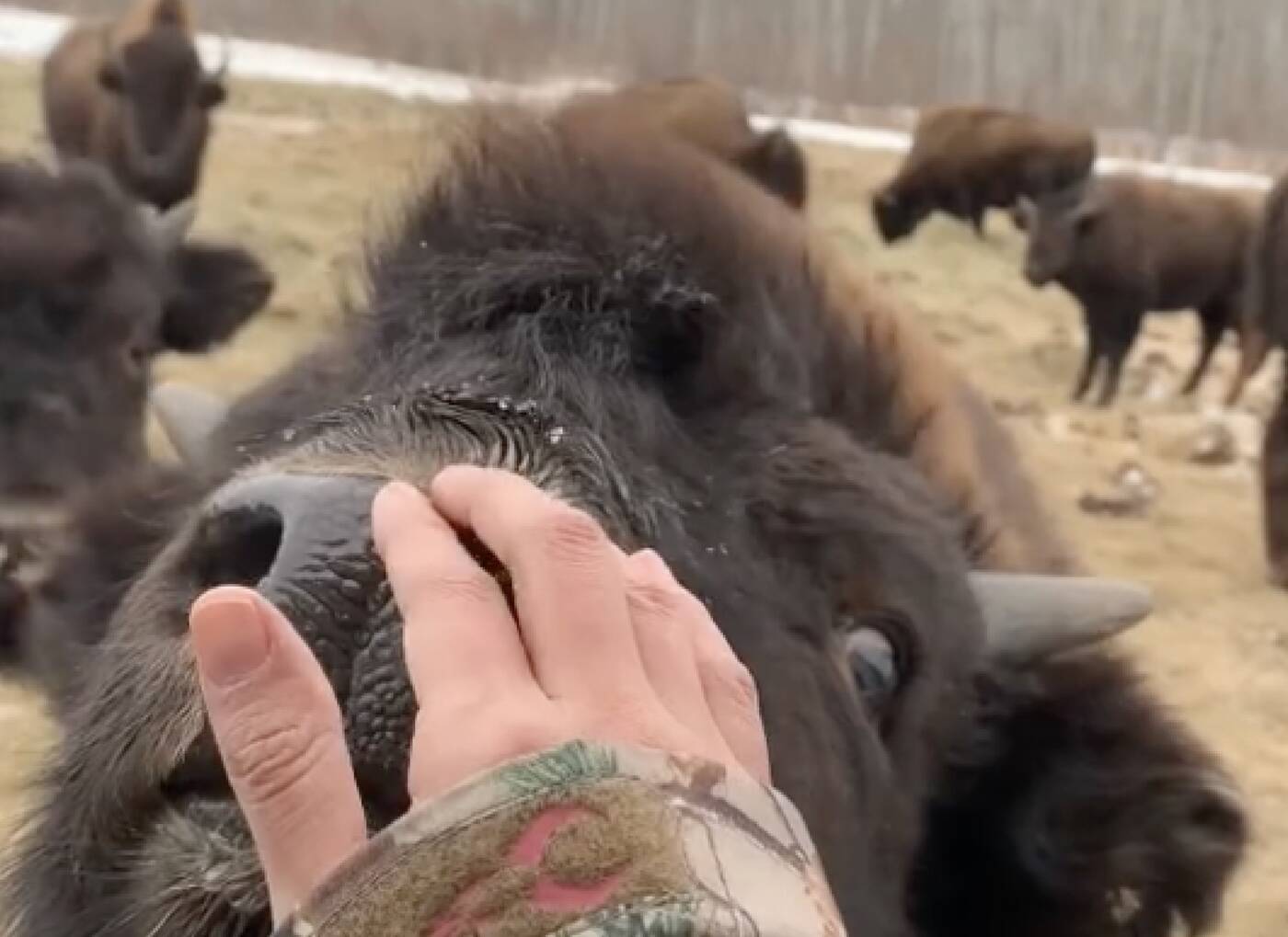 Transfer program adds to Manitoba First Nation’s bison population ...