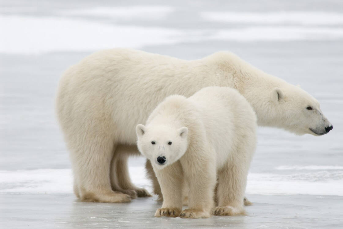 Churchill port could further stunt polar bear growth: U of M researcher ...