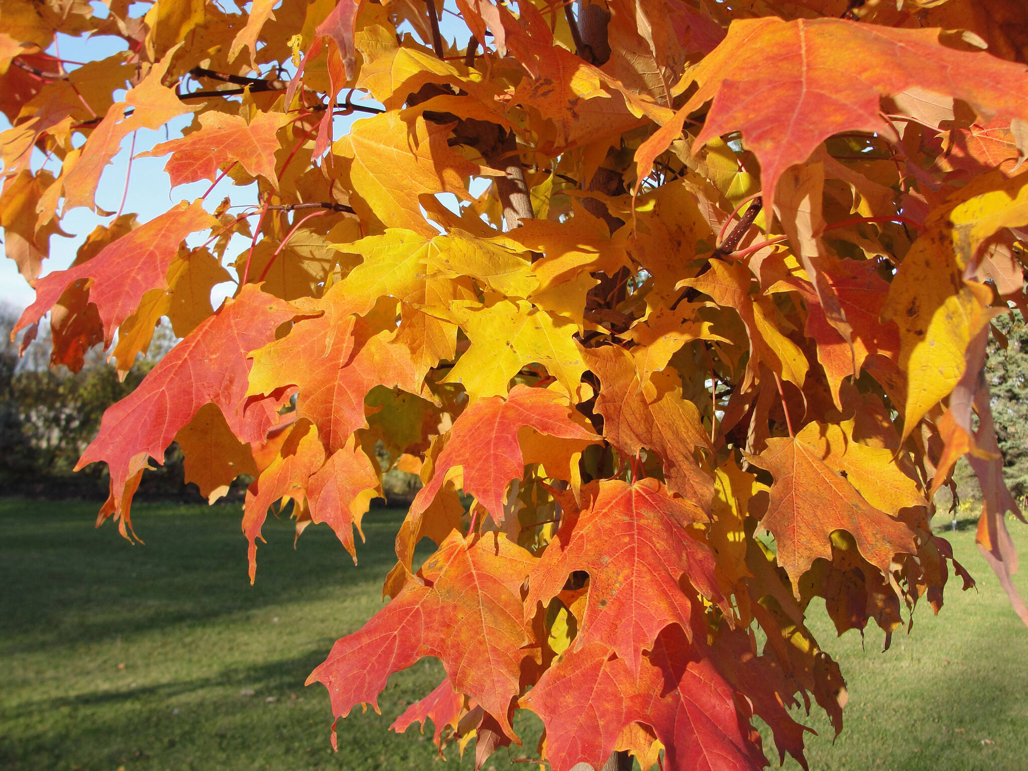 Magnificent maples – Winnipeg Free Press