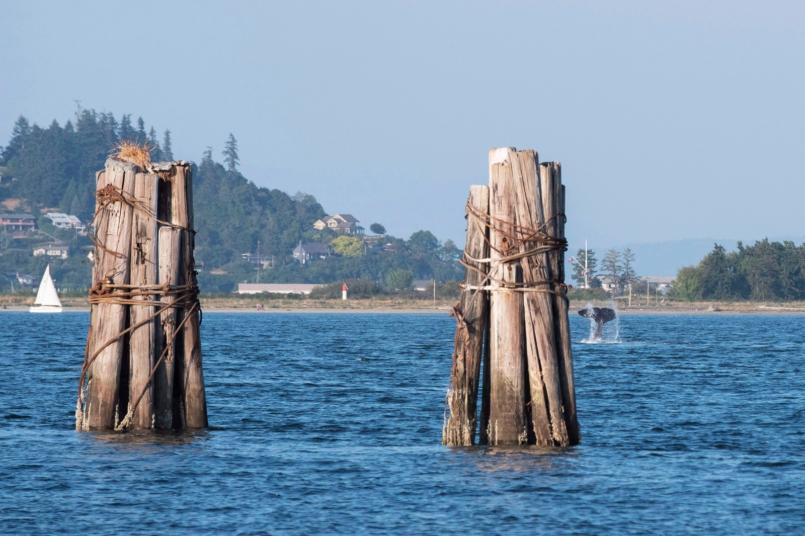 Comox Valley lifts emergency water restrictions after sewer leak ...