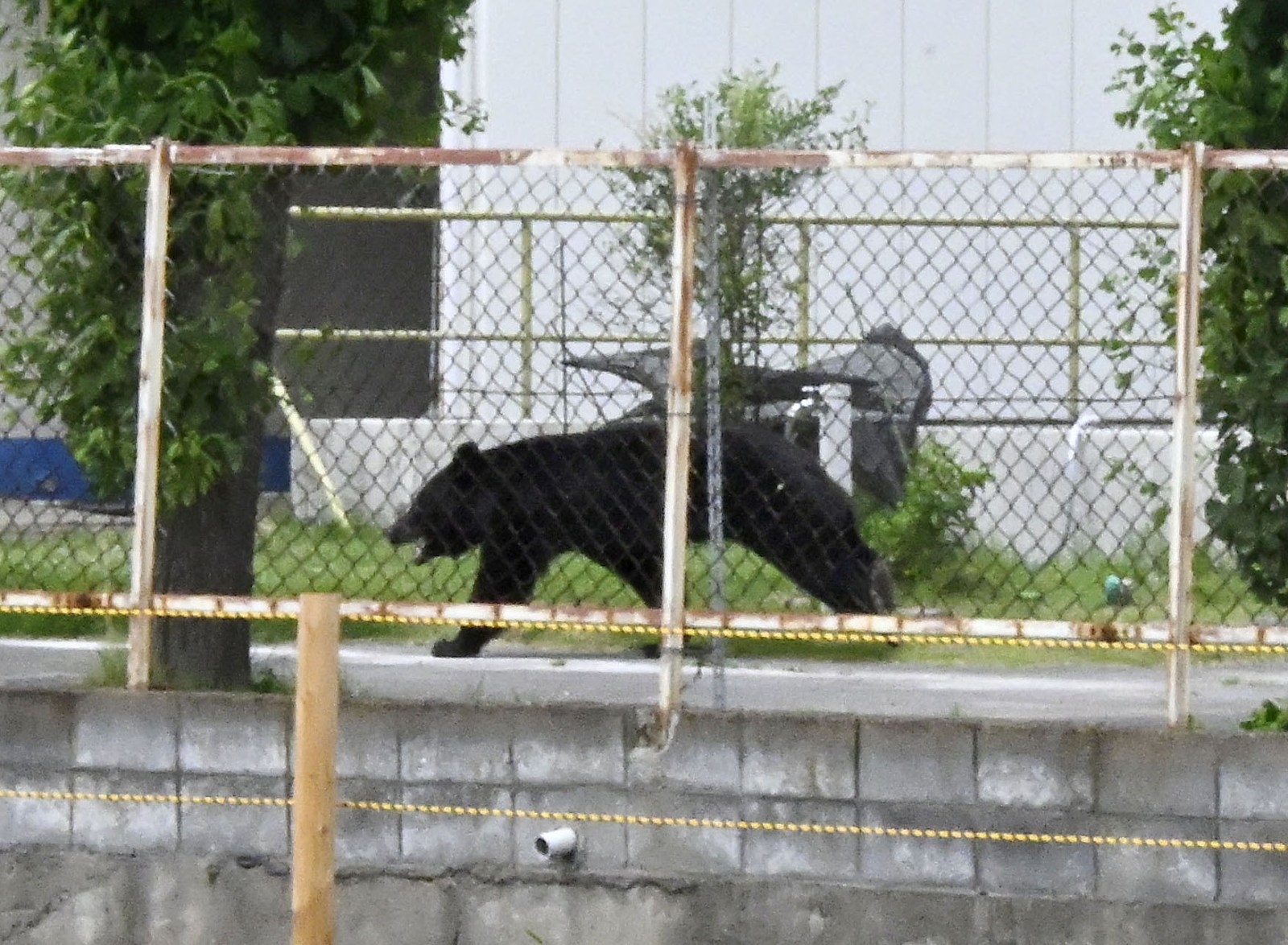 A bear injures 4 people in a residential area of Japan as the annual ...