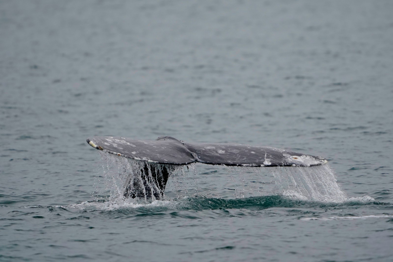 Three more grey whales found dead on B.C. coast after four discovered ...