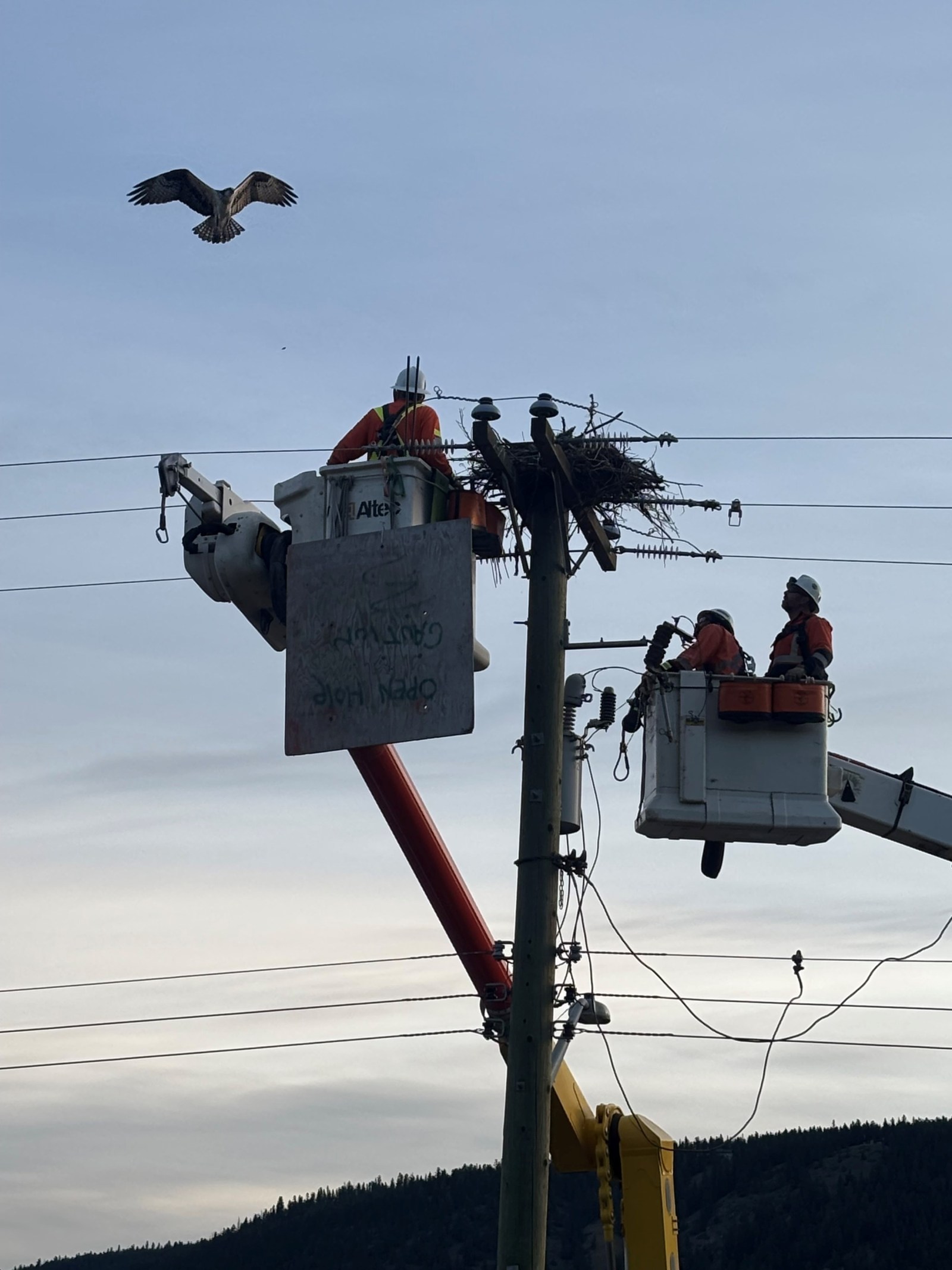 Shocking problem for osprey nests built on B.C. power poles prompts ...