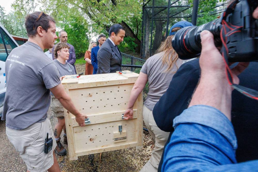 Lumi the lynx finds new home at Assiniboine Park Zoo – Winnipeg Free Press