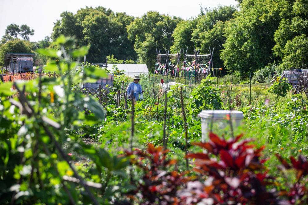 Community gardens, urban farms more than hobby spaces, report authors ...